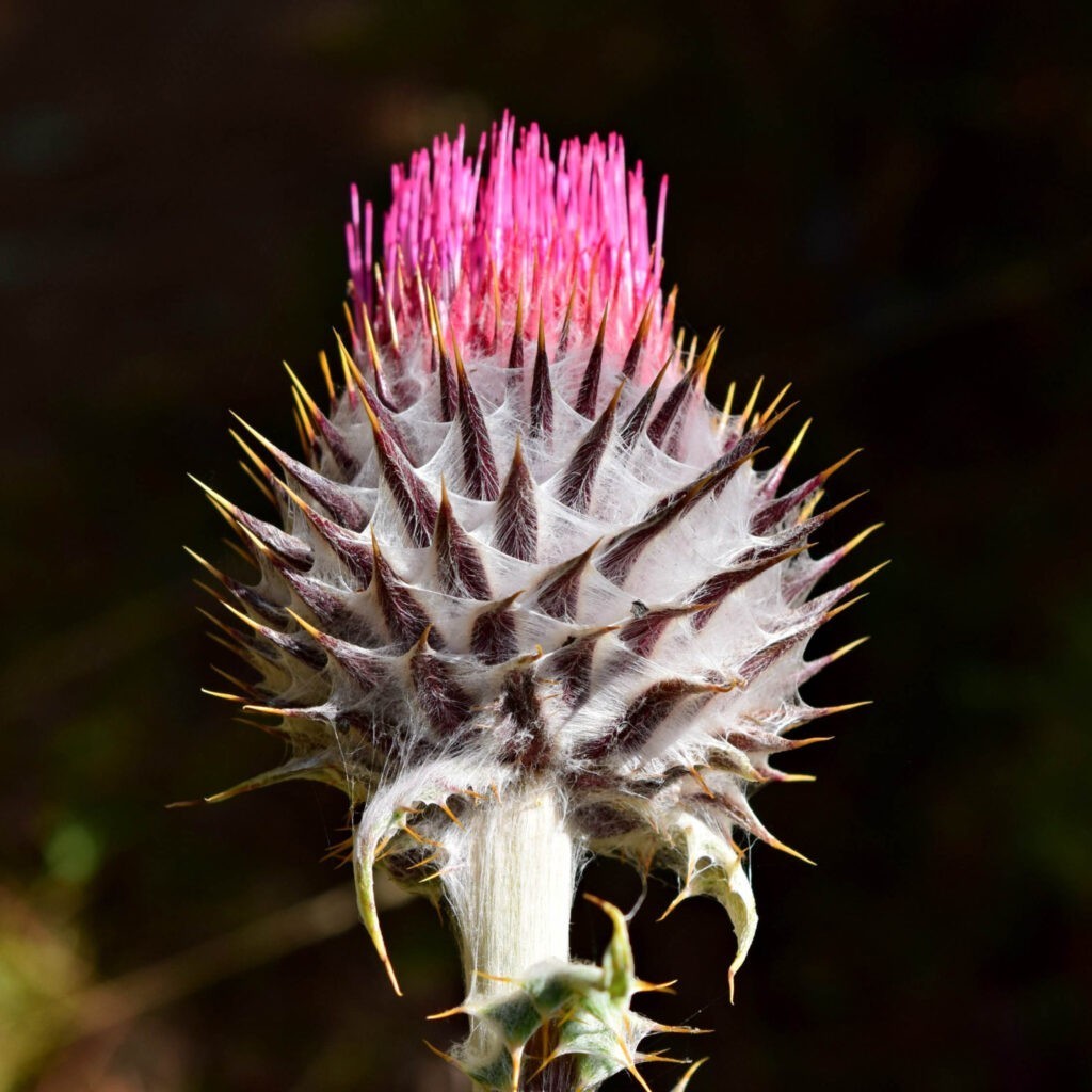 CARDO ROJO/ CARDO MARIANO – Boticate