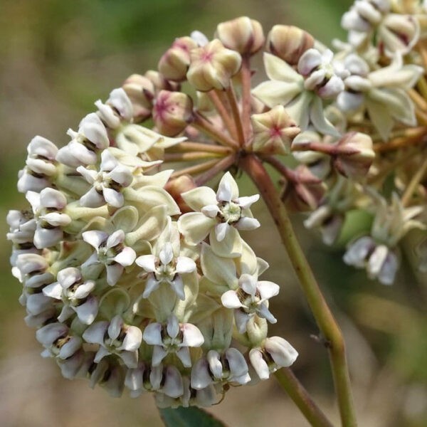 CONTRAYERBA – Boticate