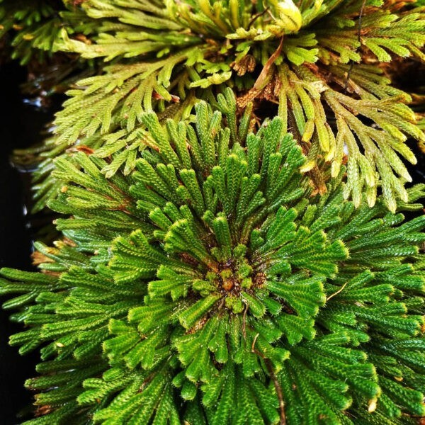 DORADILLA – Boticate