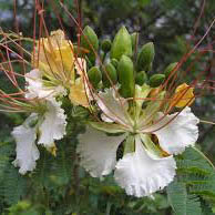 FLOR DE CAMARÓN / TABACHIN – Boticate