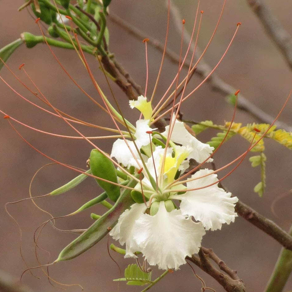 FLOR DE CAMARÓN / TABACHIN – Boticate