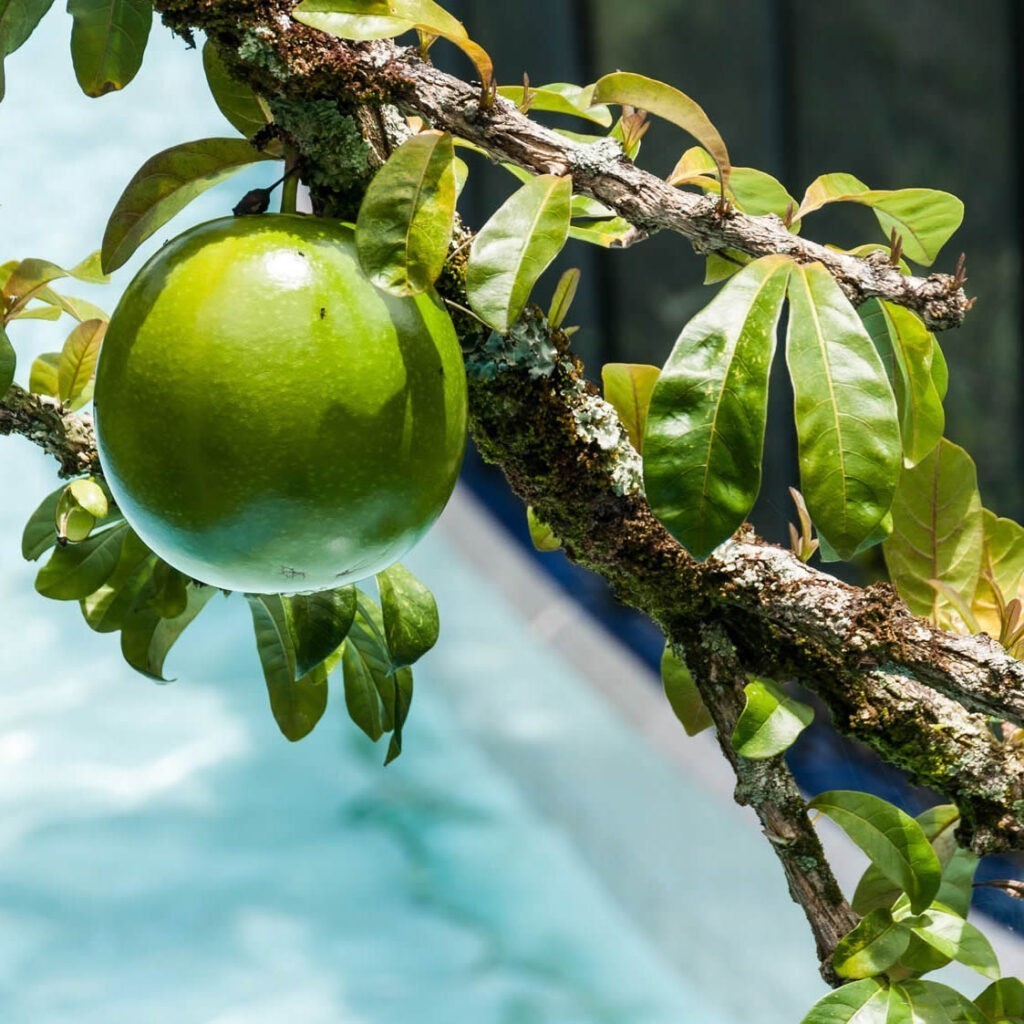 GUAJE CIRIAL – Boticate