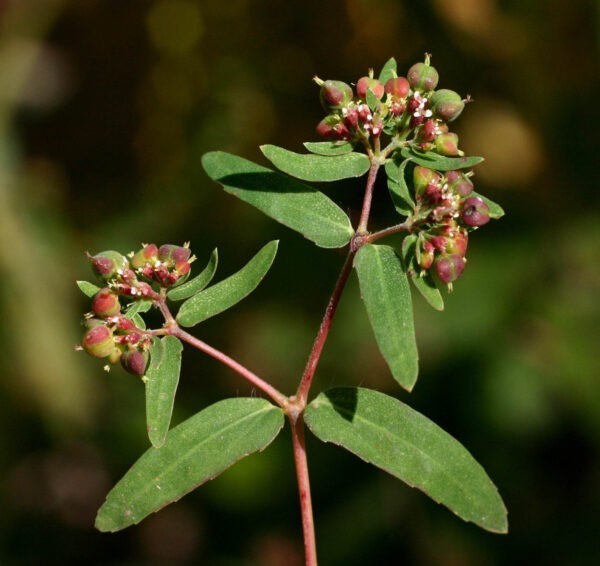 HIERBA DE LA GOLONDRINA – Boticate