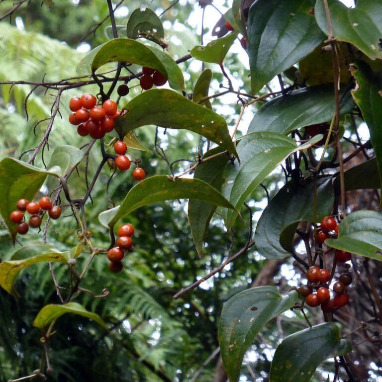 KOKOLMEX / COCOLMECA – Boticate