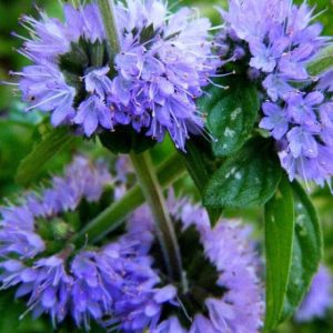 NORITEN / POLEO – Boticate