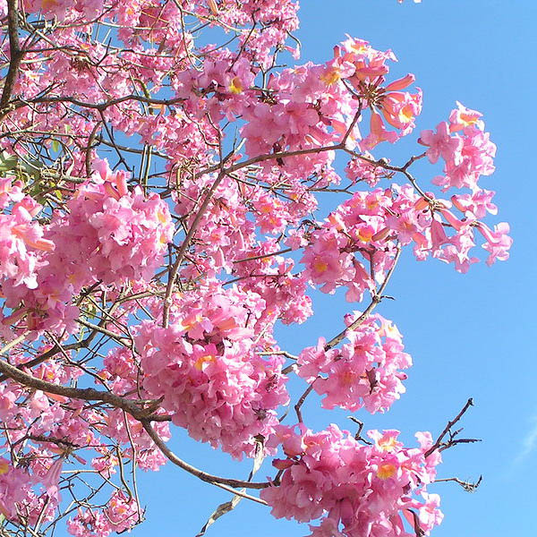 TAJIBO / UÑA DE GATO – Boticate
