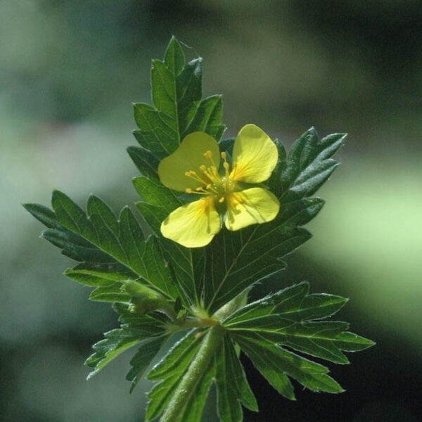 TORMENTILLA – Boticate