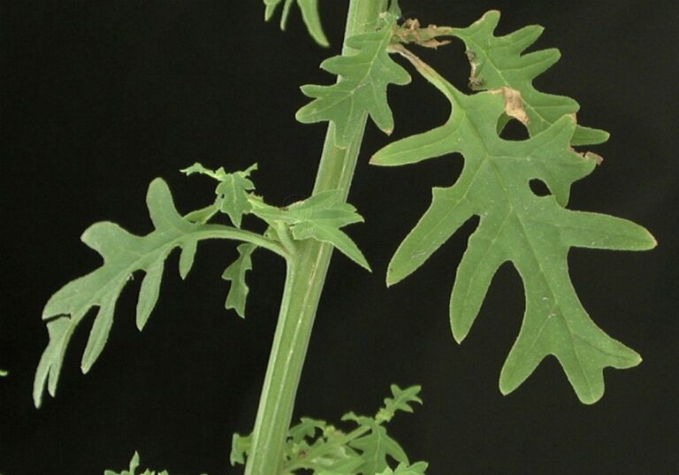 Quelite de Zorrillo / Epazote – Boticate