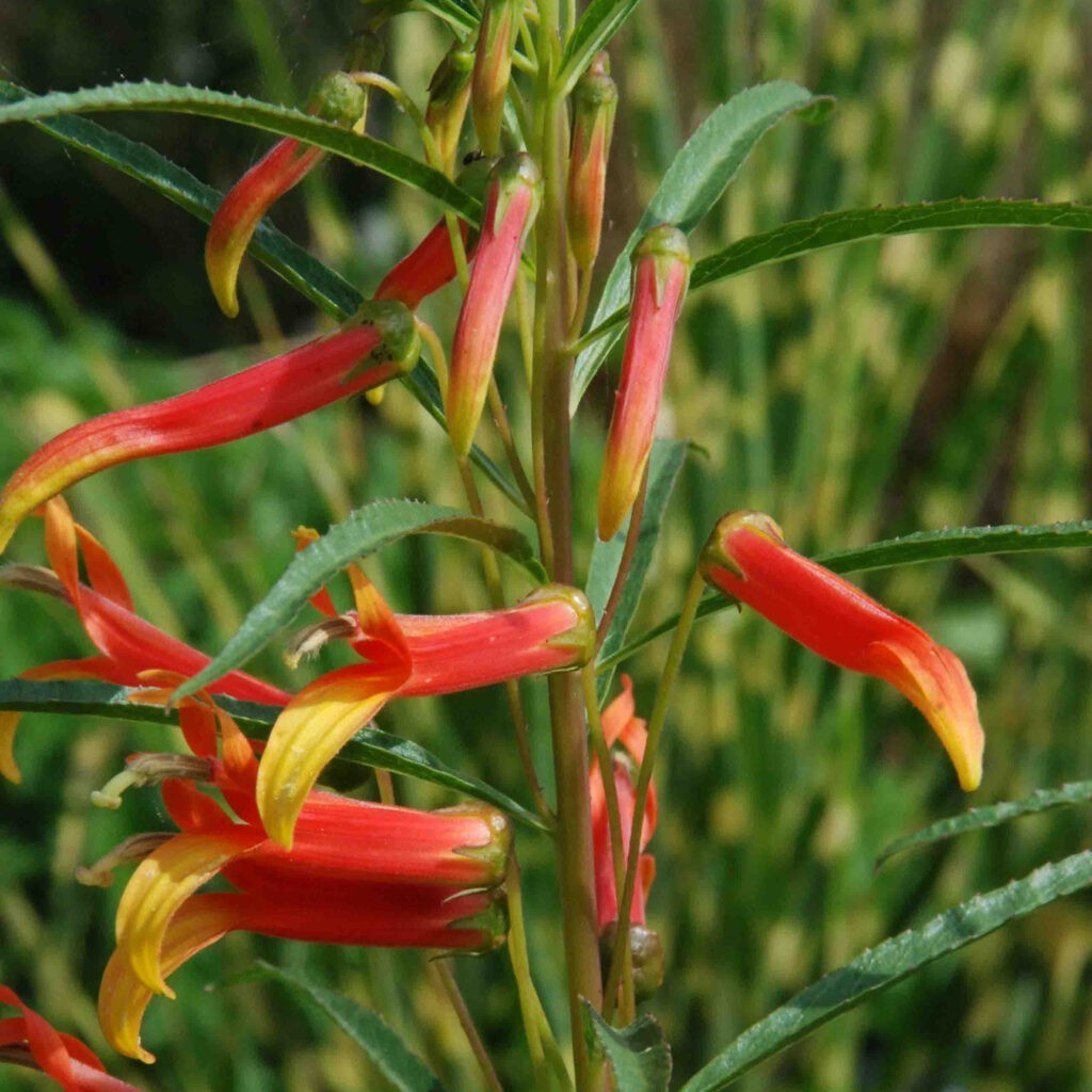 Plantas Medicinales – Boticate