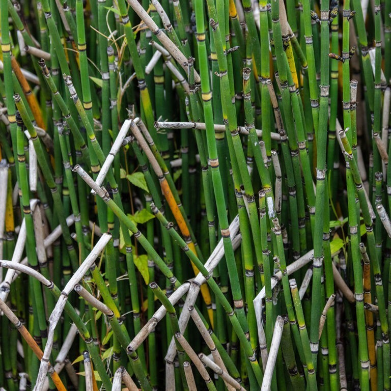 Té de Carricillo / Equiseto – Boticate